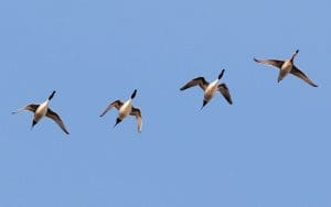 L’art d’identifier les canards - Canards Illimités Canada