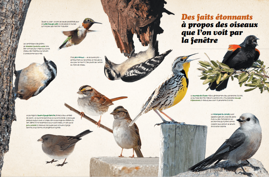 Des faits étonnants à propos des oiseaux que l’on voit par la fenêtre