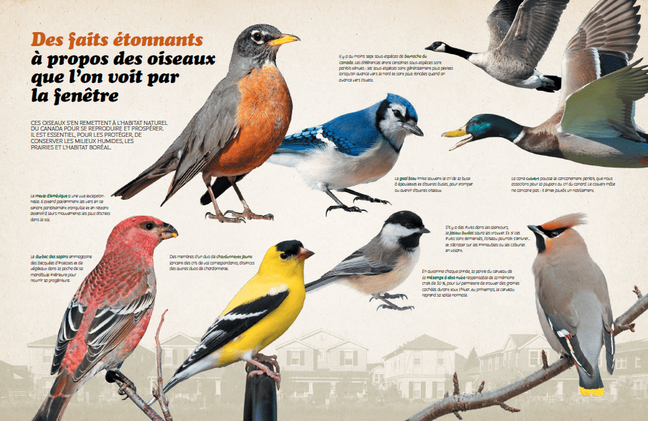 Des faits étonnants à propos des oiseaux que l’on voit par la fenêtre