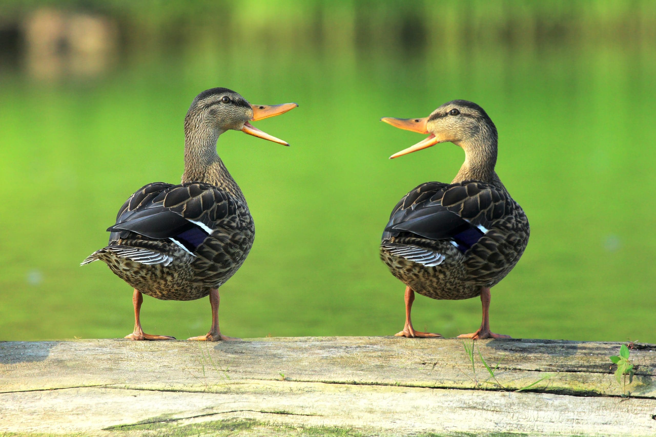 Qui est le porte-parole de la nature? — Ducks Unlimited Canada