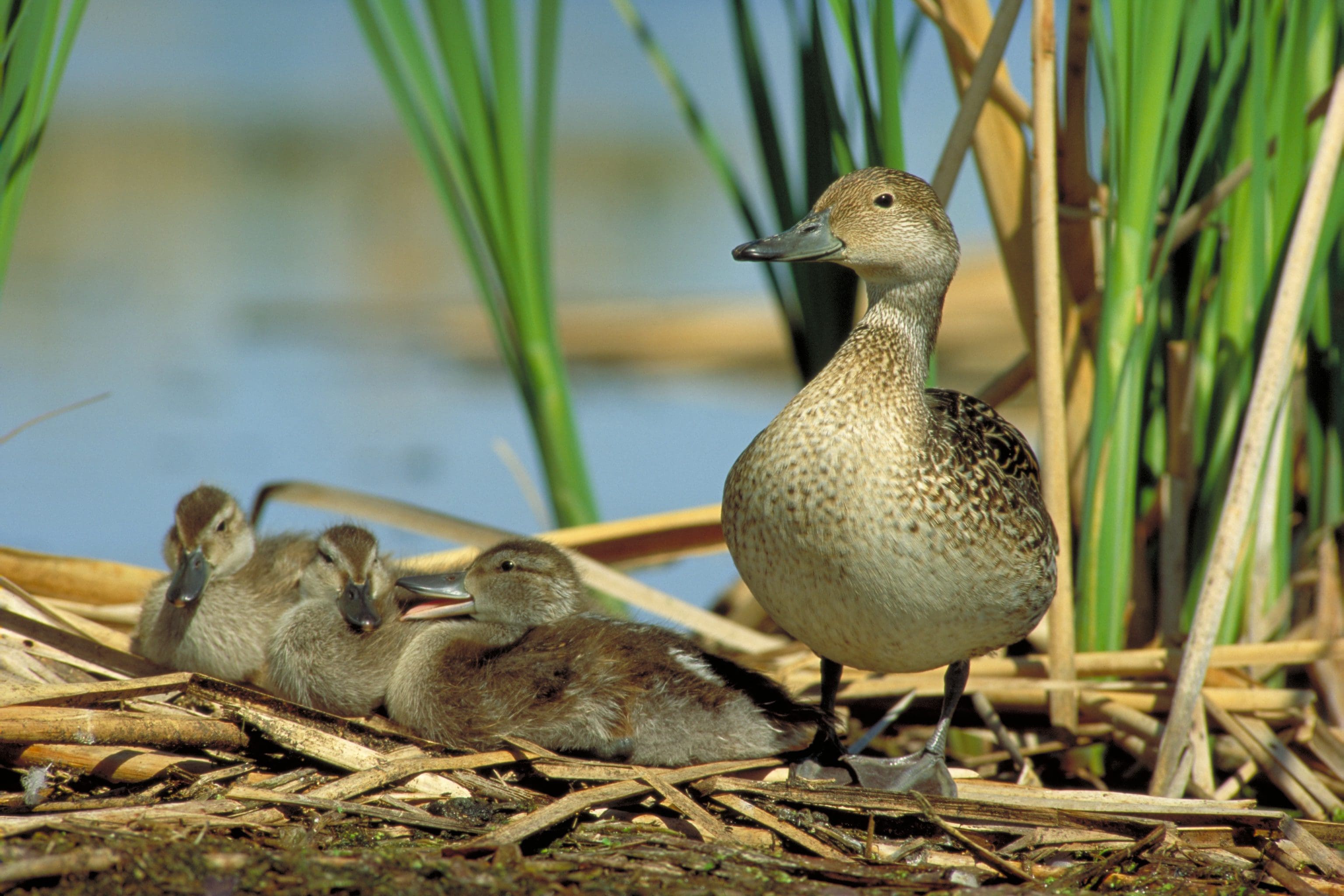 Northern pintail — Ducks Unlimited Canada