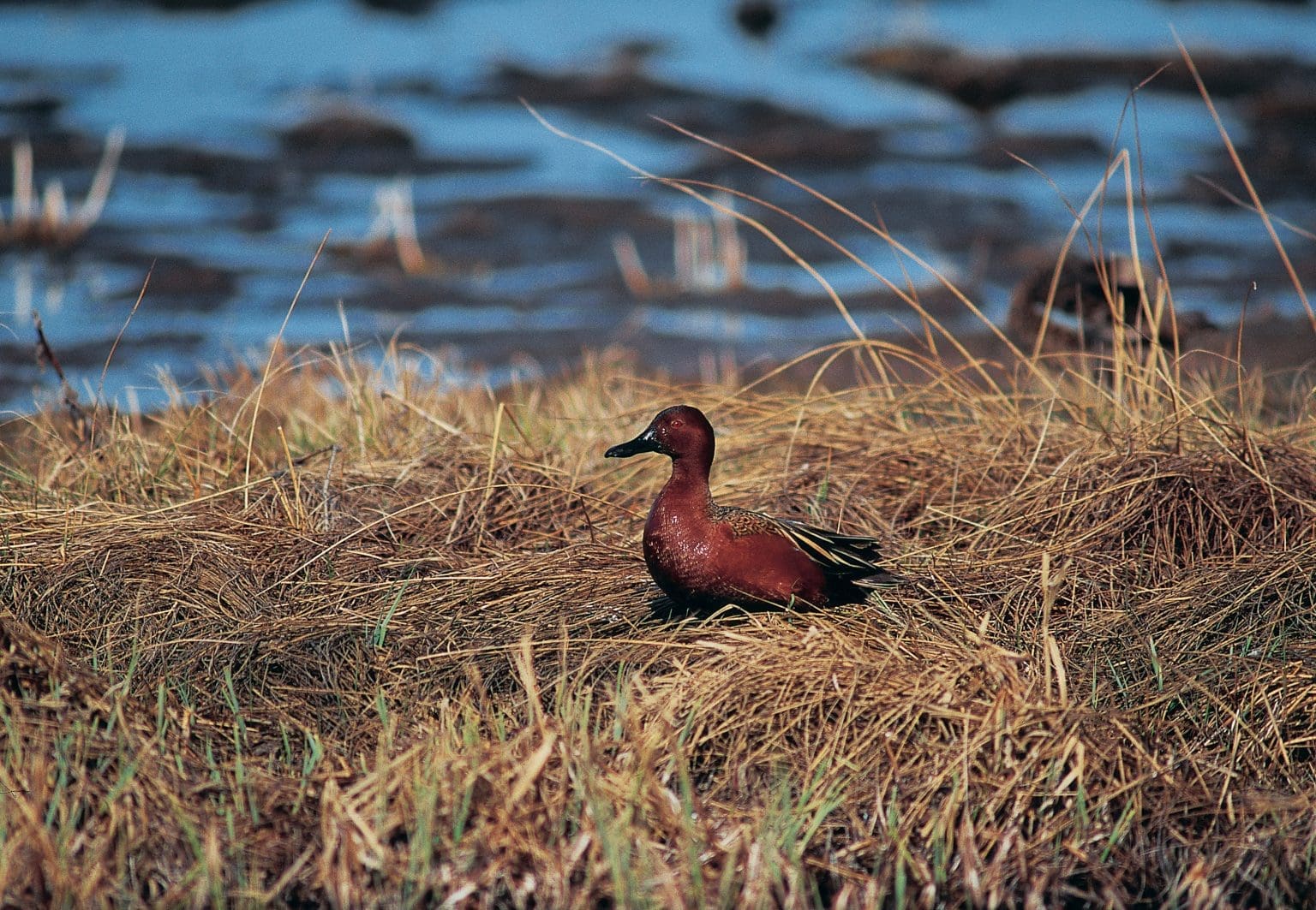 Sarcelle cannelle — Ducks Unlimited Canada