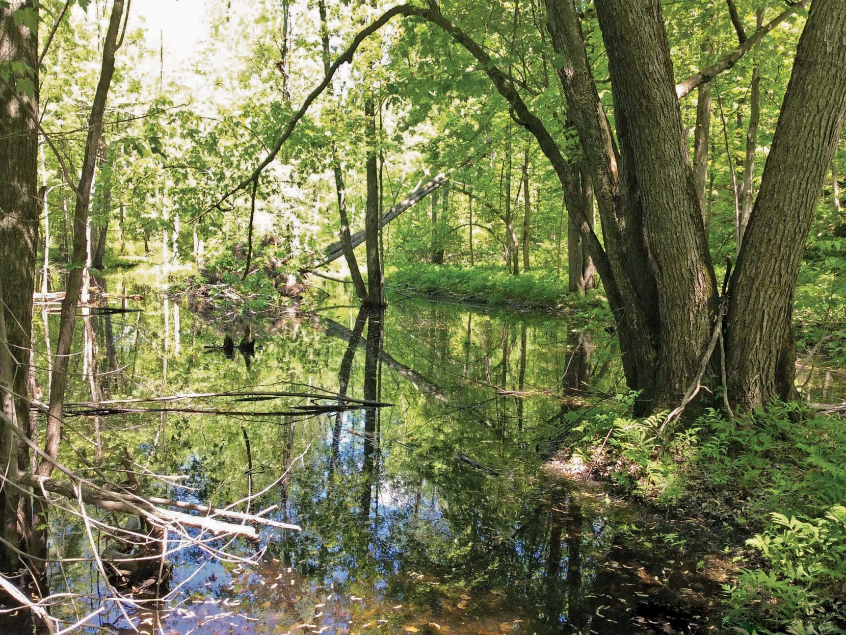 Marécages — Ducks Unlimited Canada