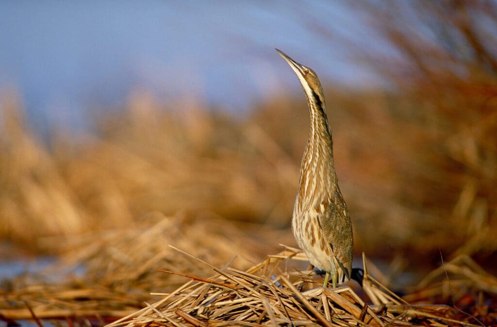 Ranch McIntyre — Ducks Unlimited Canada