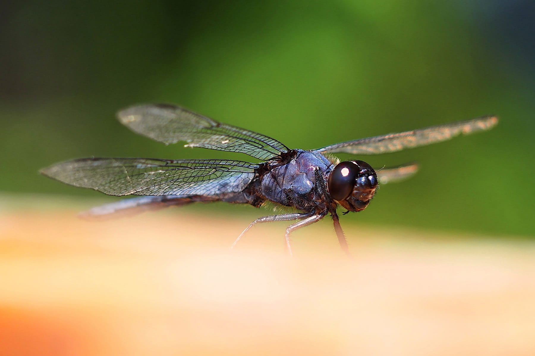 Faits sur la libellule — Ducks Unlimited Canada
