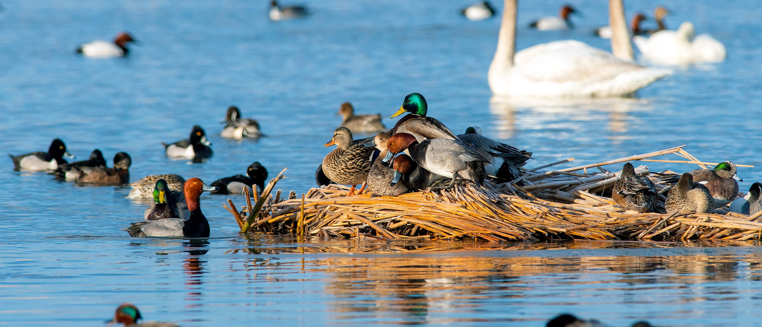 Sauvagine - Canards Illimités Canada