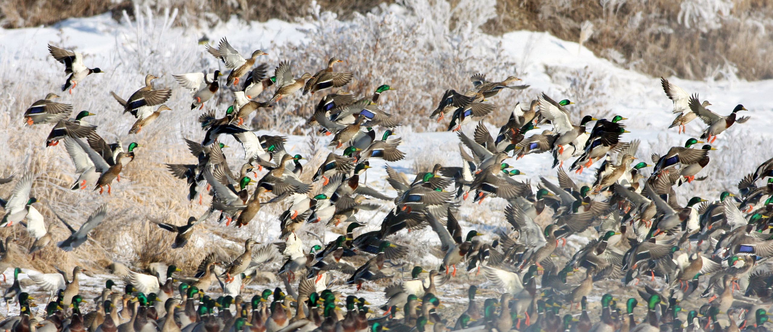 Notre équipe - Canards Illimités Canada