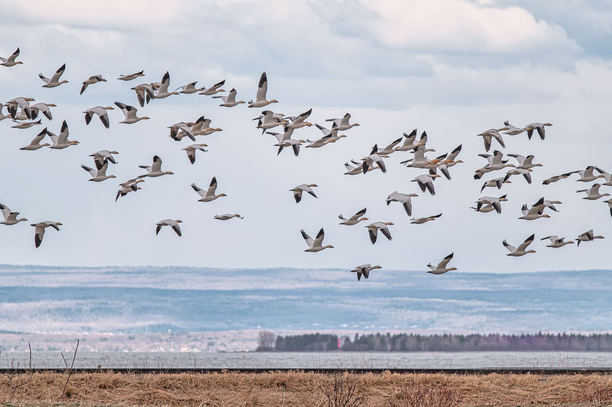 Top 5 des meilleurs endroits où observer la migration printanière ...