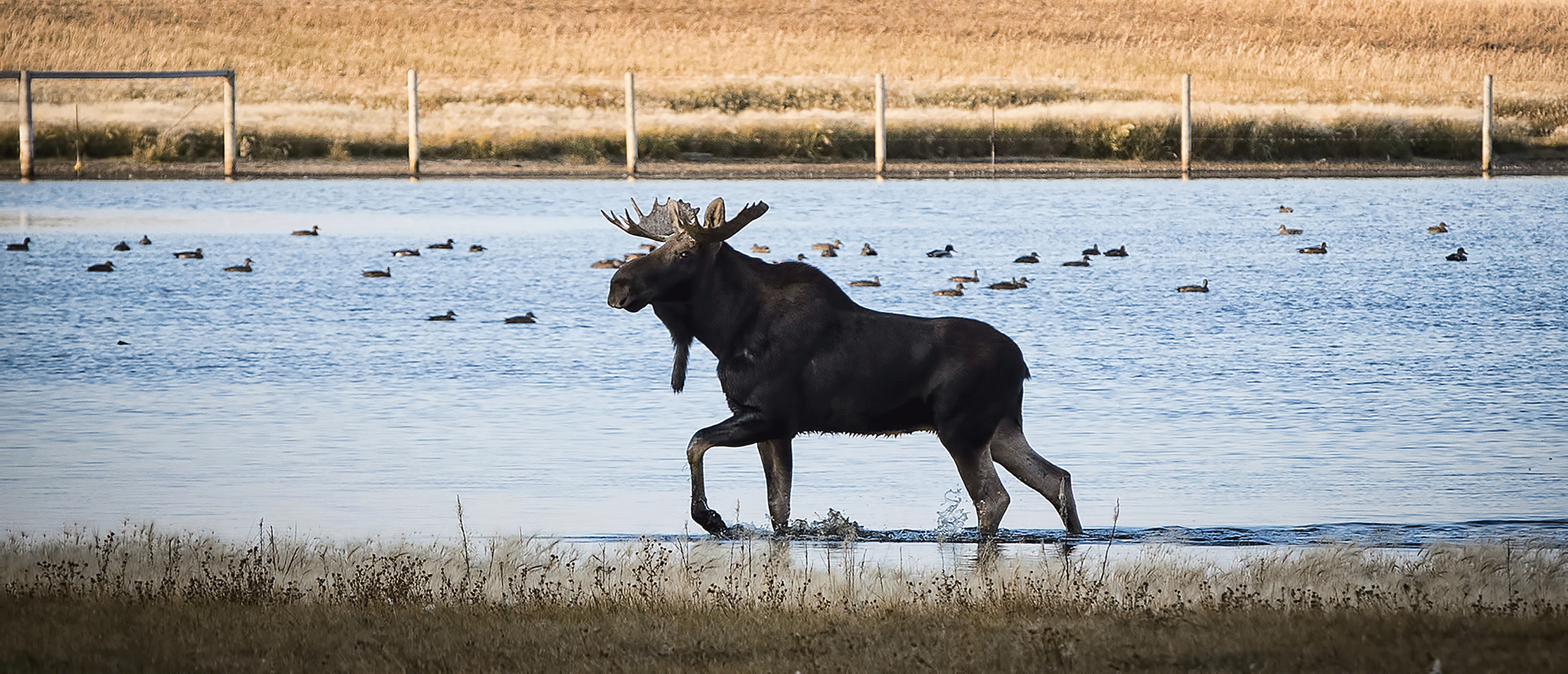 La chasse en Alberta — Ducks Unlimited Canada